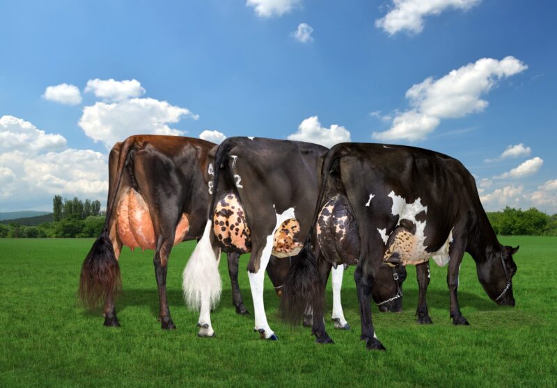The Advantage of three way crossing – Genetics Australia NZ